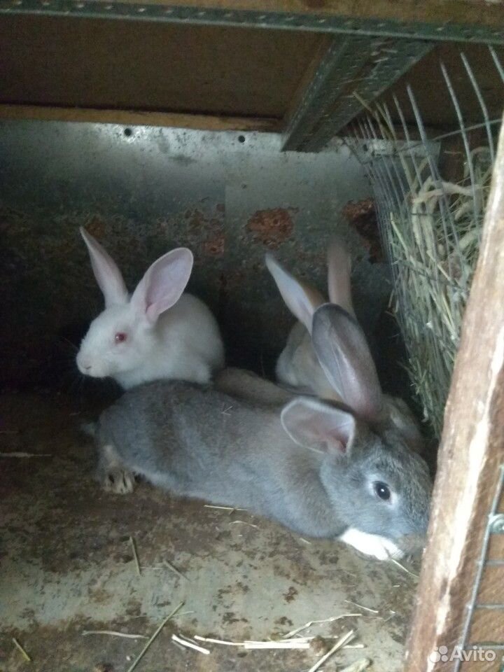 Кролики Великан