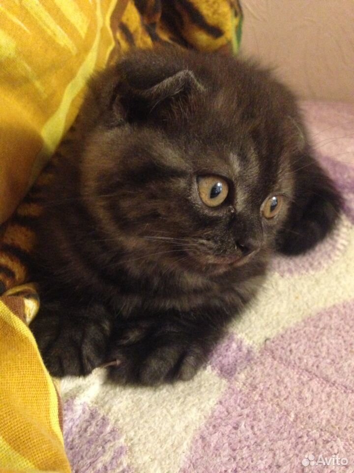 Дымная вислоушка