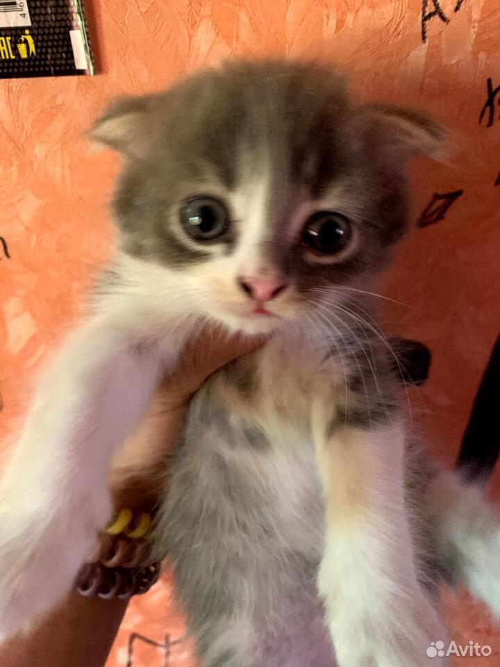 Британская вислоухая