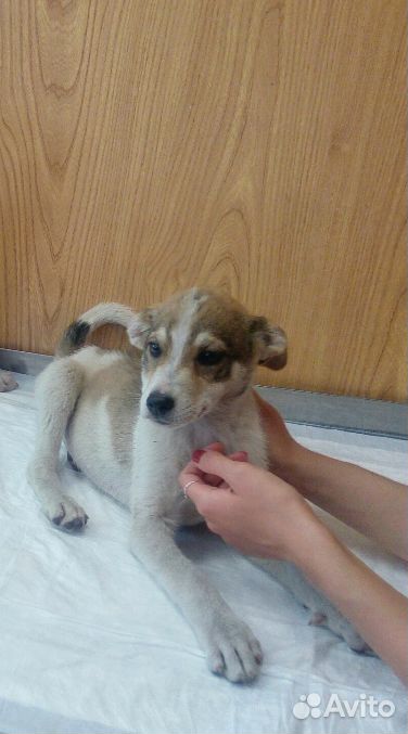 Щенок Алька, 4 мес