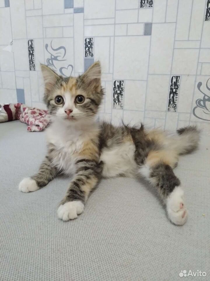Кошка Маша