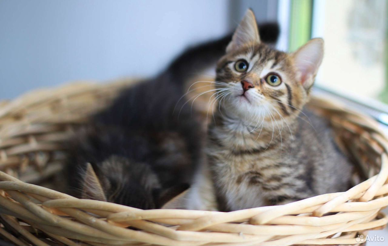 Настенька, котенок, девочка, 2,5 месяца