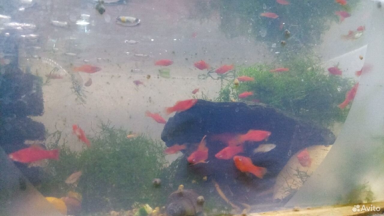 Аквариумистика