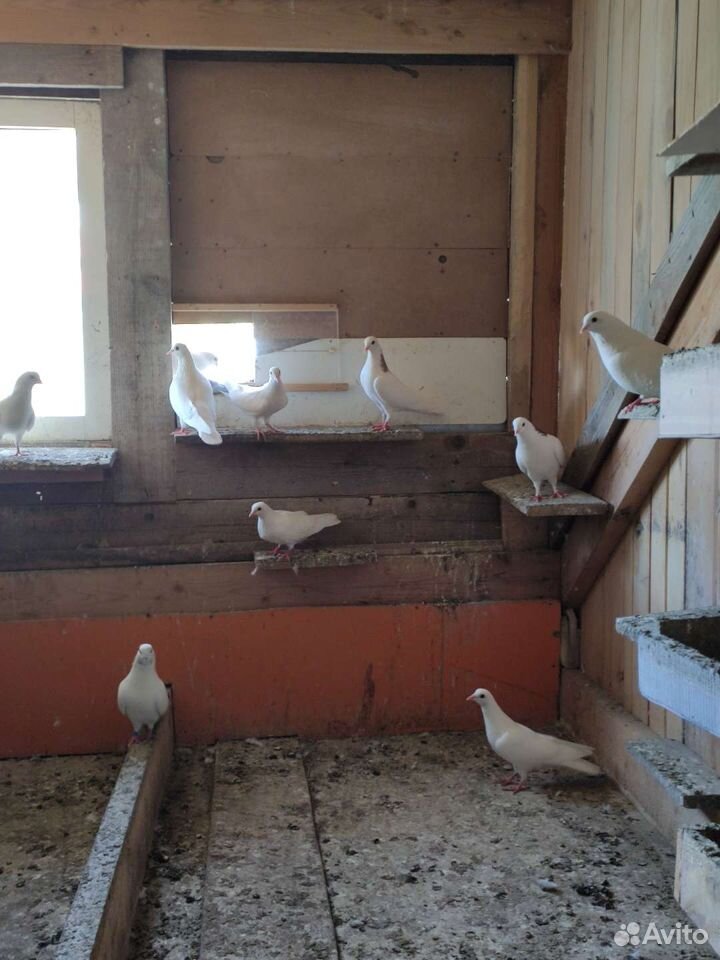 Продаю голубей пермские белые