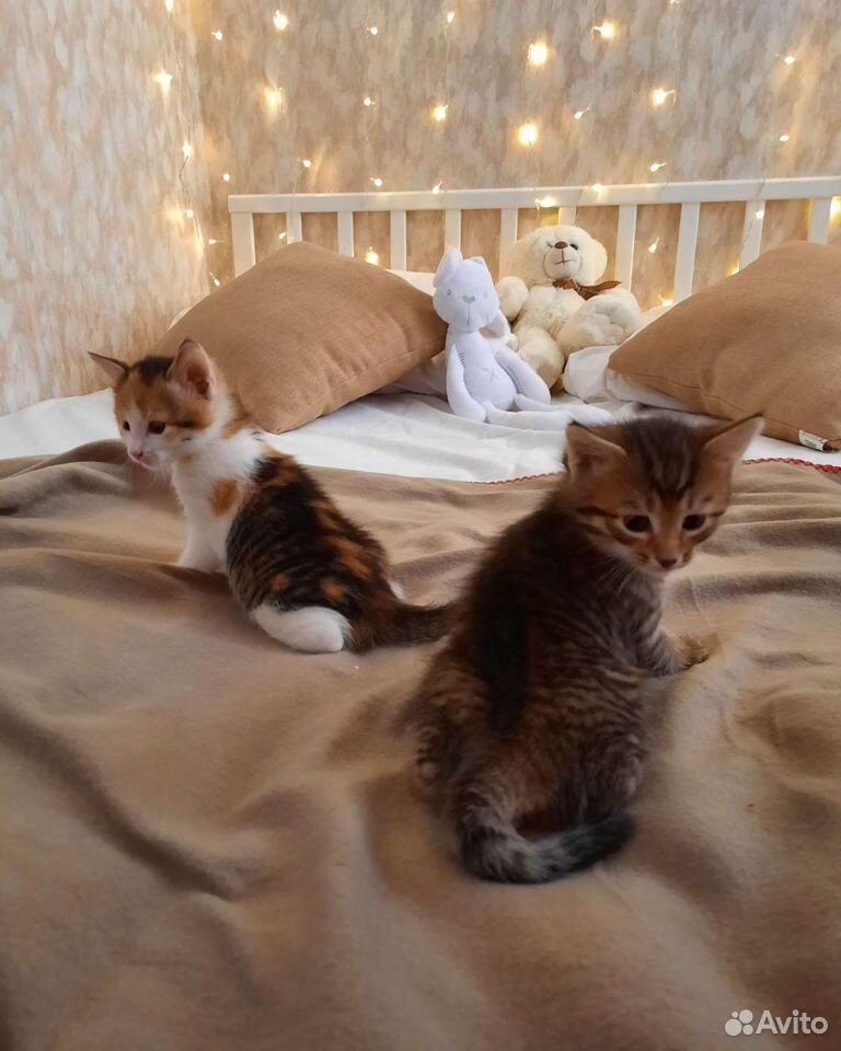 Котята