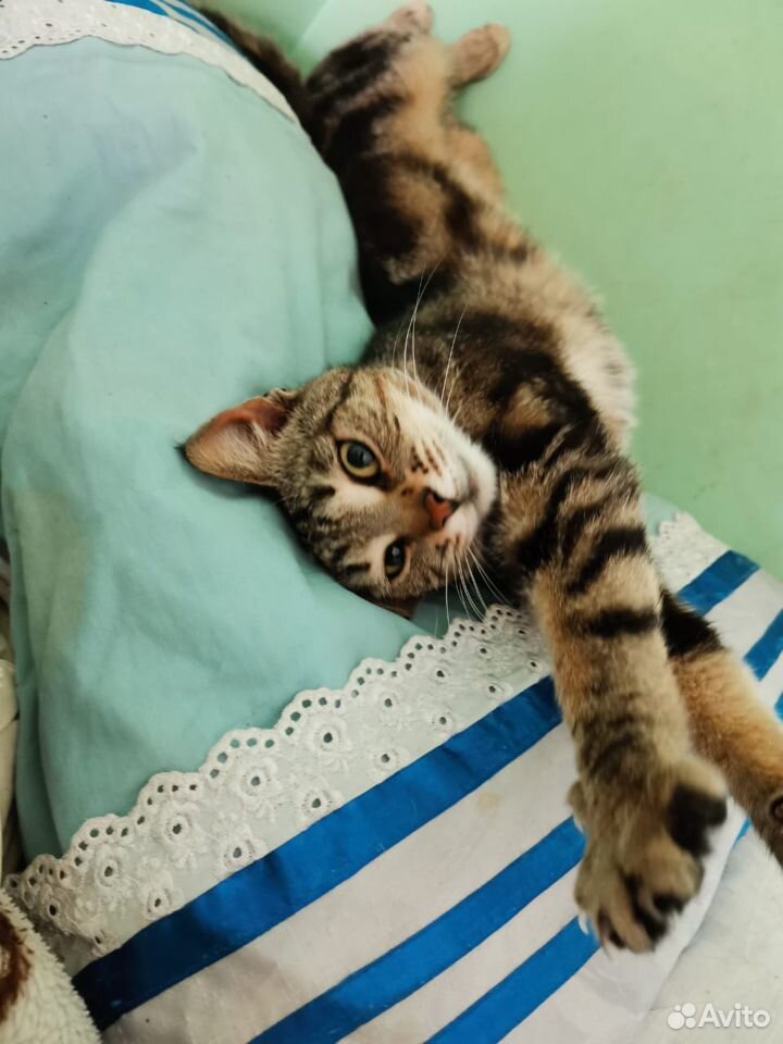 Кошечка мрамор на золоте