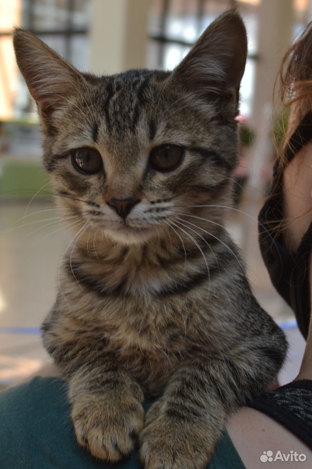 Кошечка Маргаритка в добрые руки