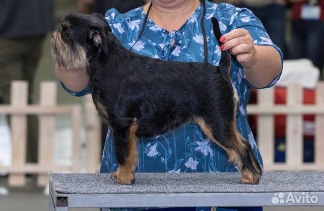 Продам щенка брюссельского гриффон