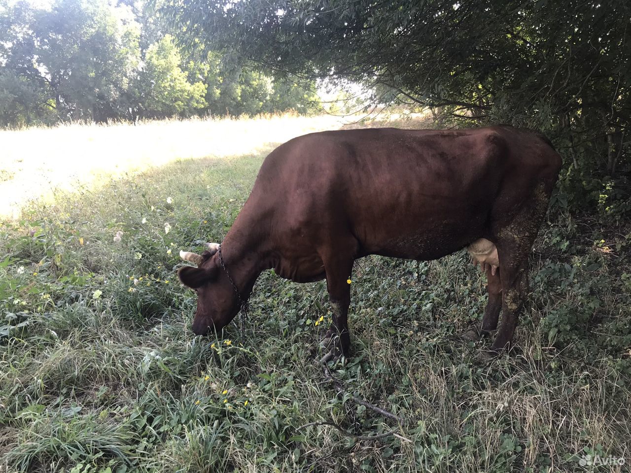 Корова красная степная