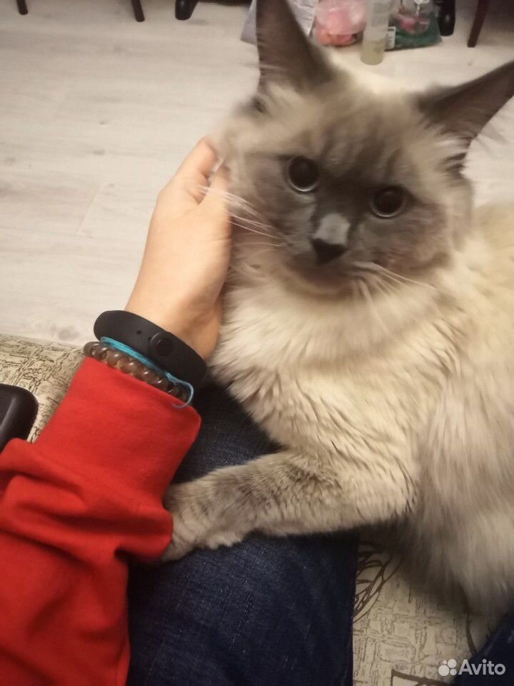 Тайский котик