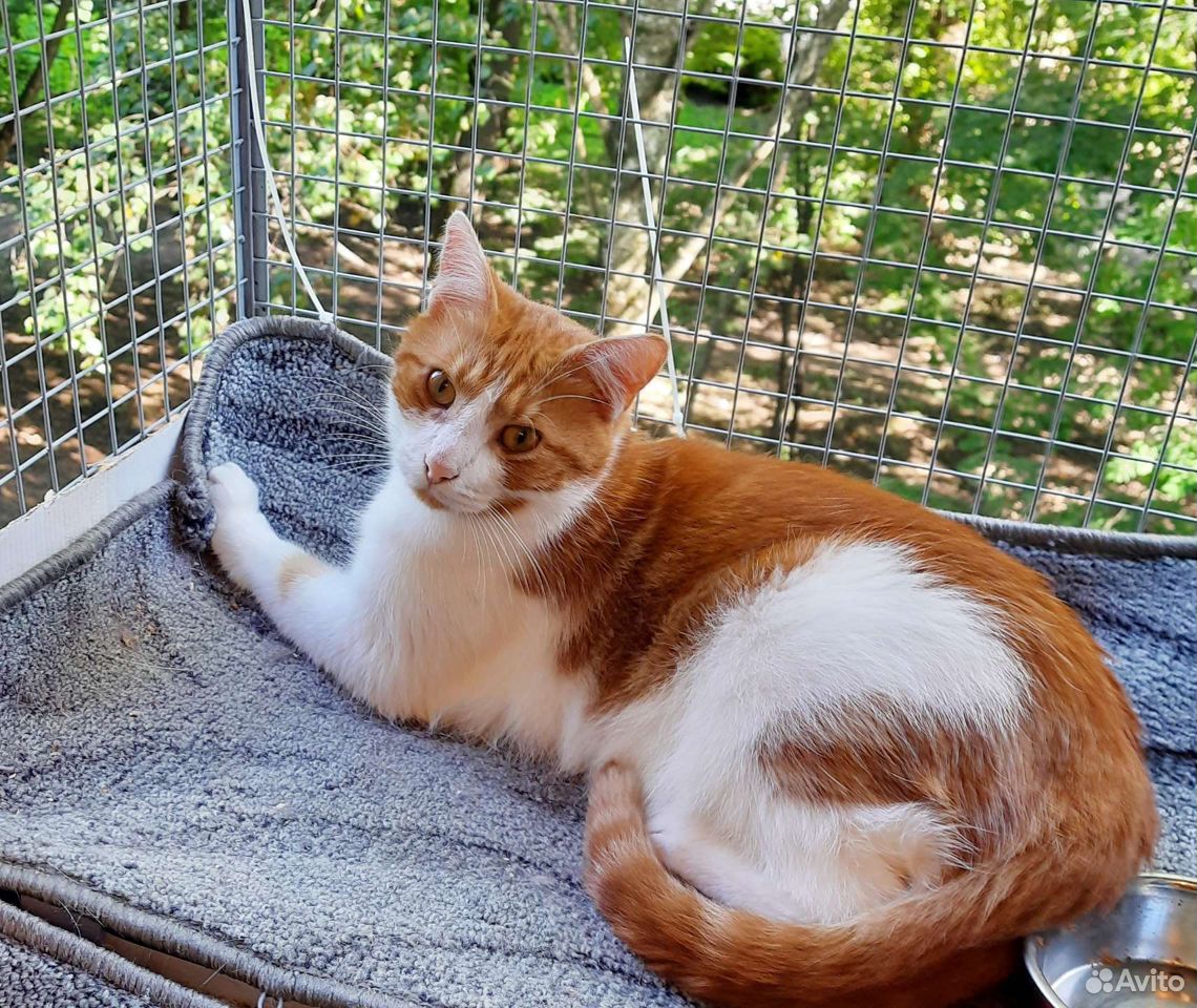 Рыженький котик