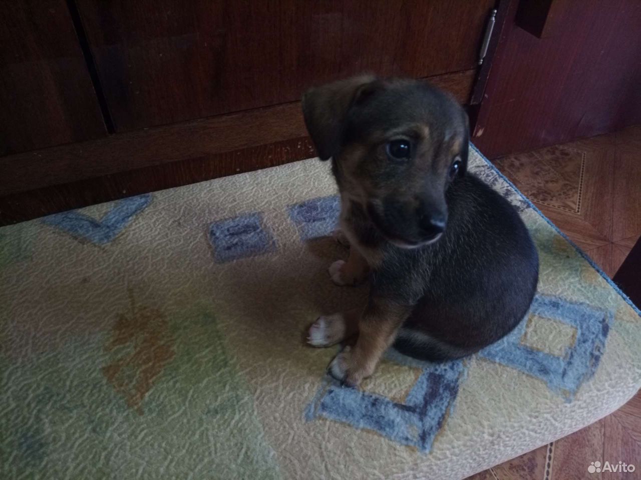 Щенок цвергпинчера