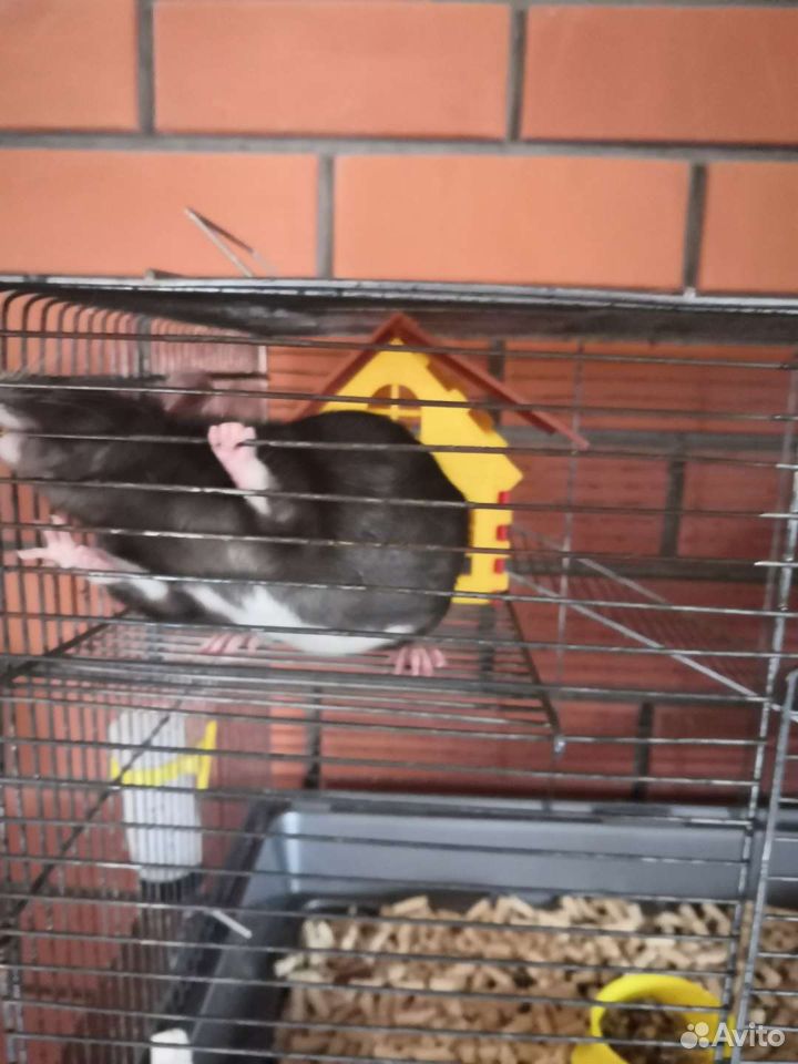 Отдам в хорошие руки крысенка