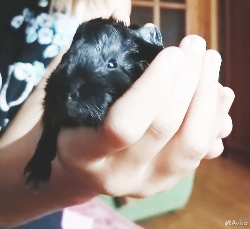 Морские свинята