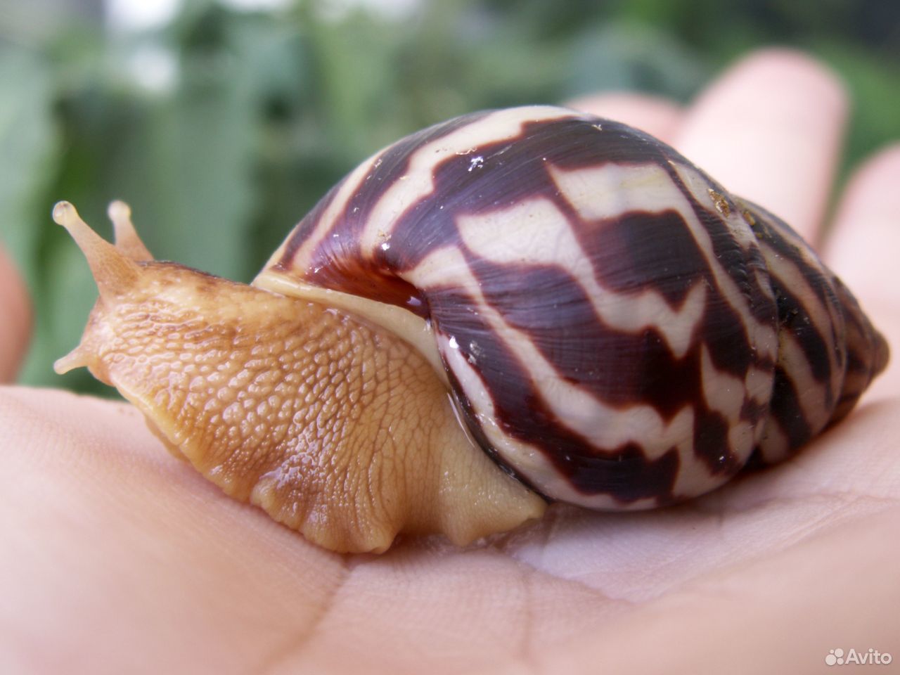 Улитки Лимиколярии и каракулосы