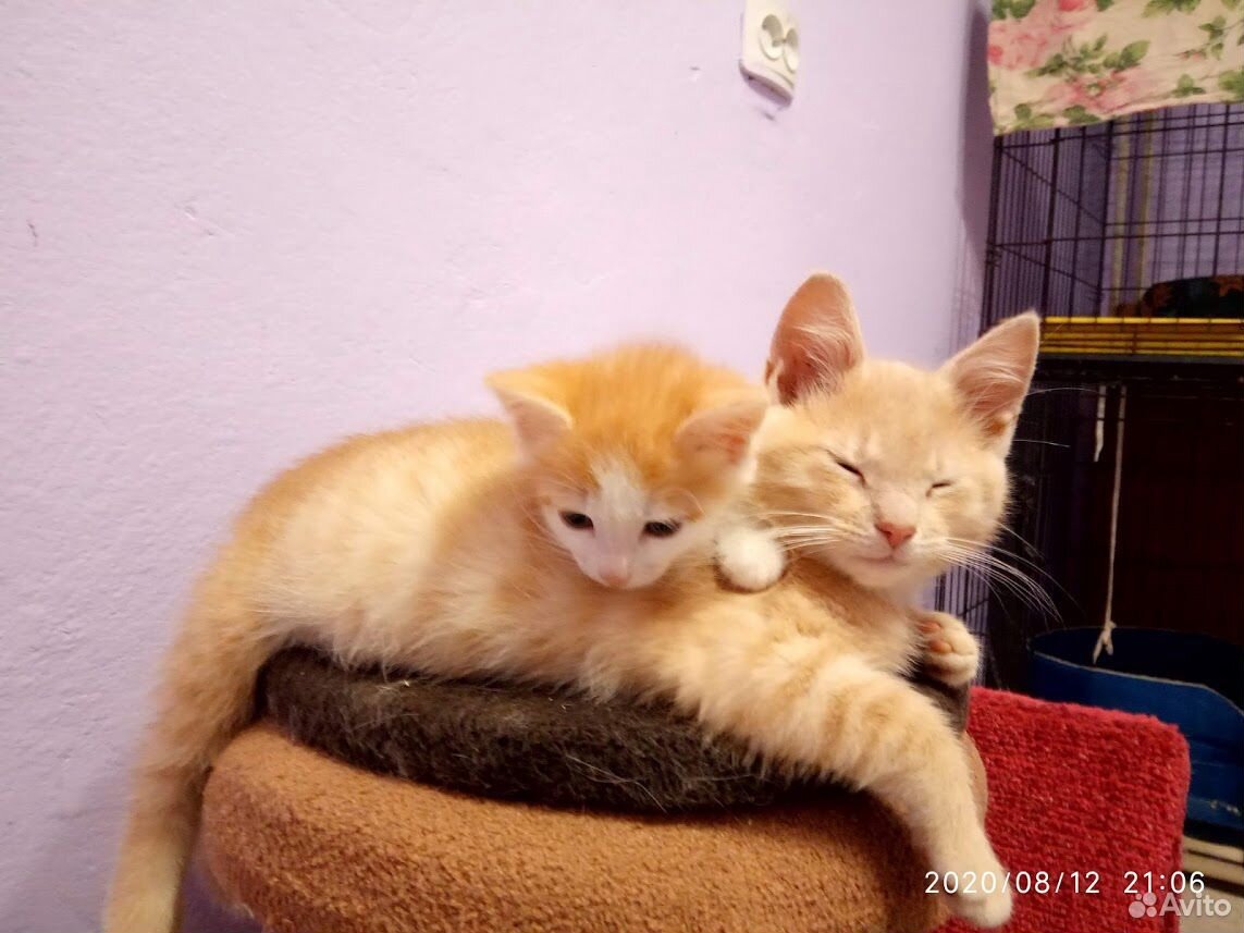Котята спасённые с улицы ищут дома