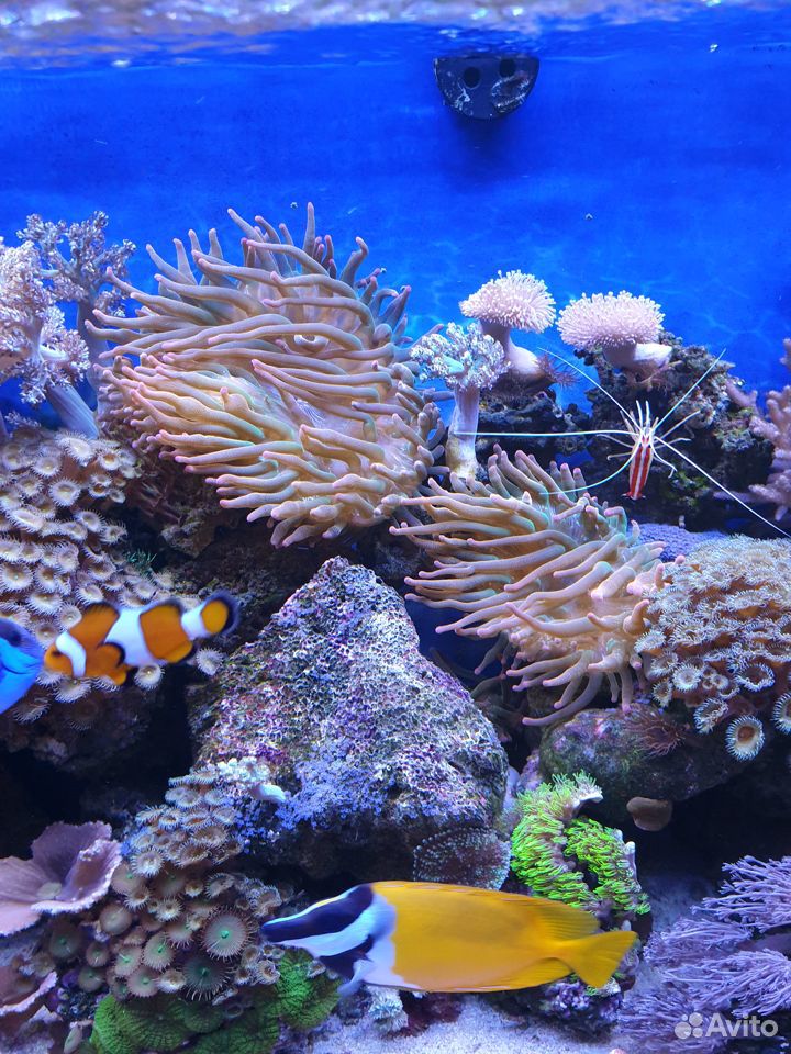 Кораллы для морского аквариума