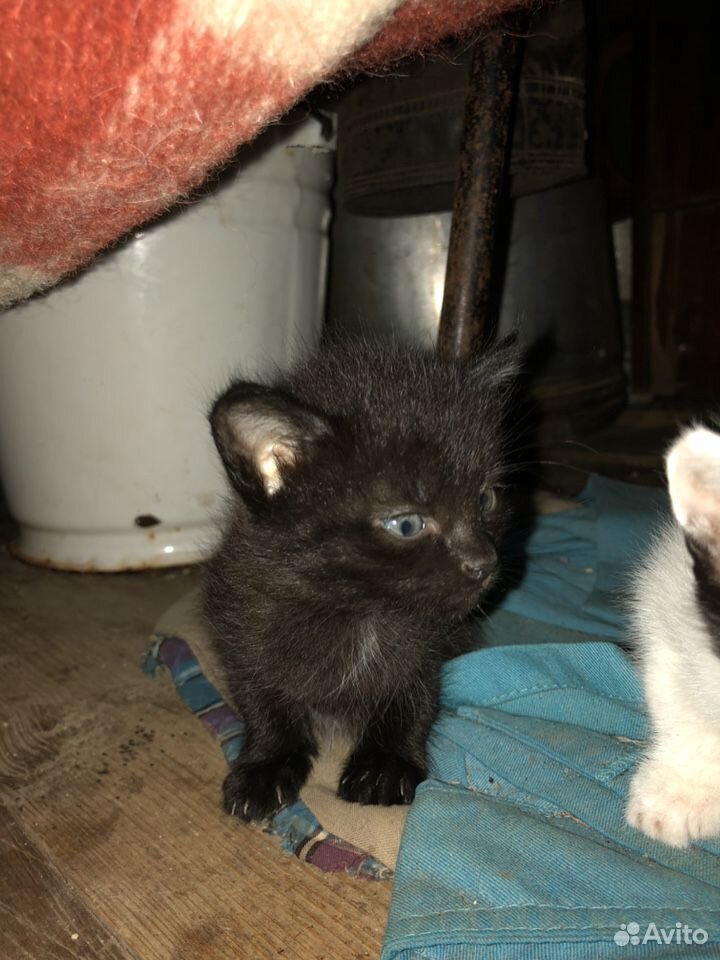 Котёнок в добрые руки