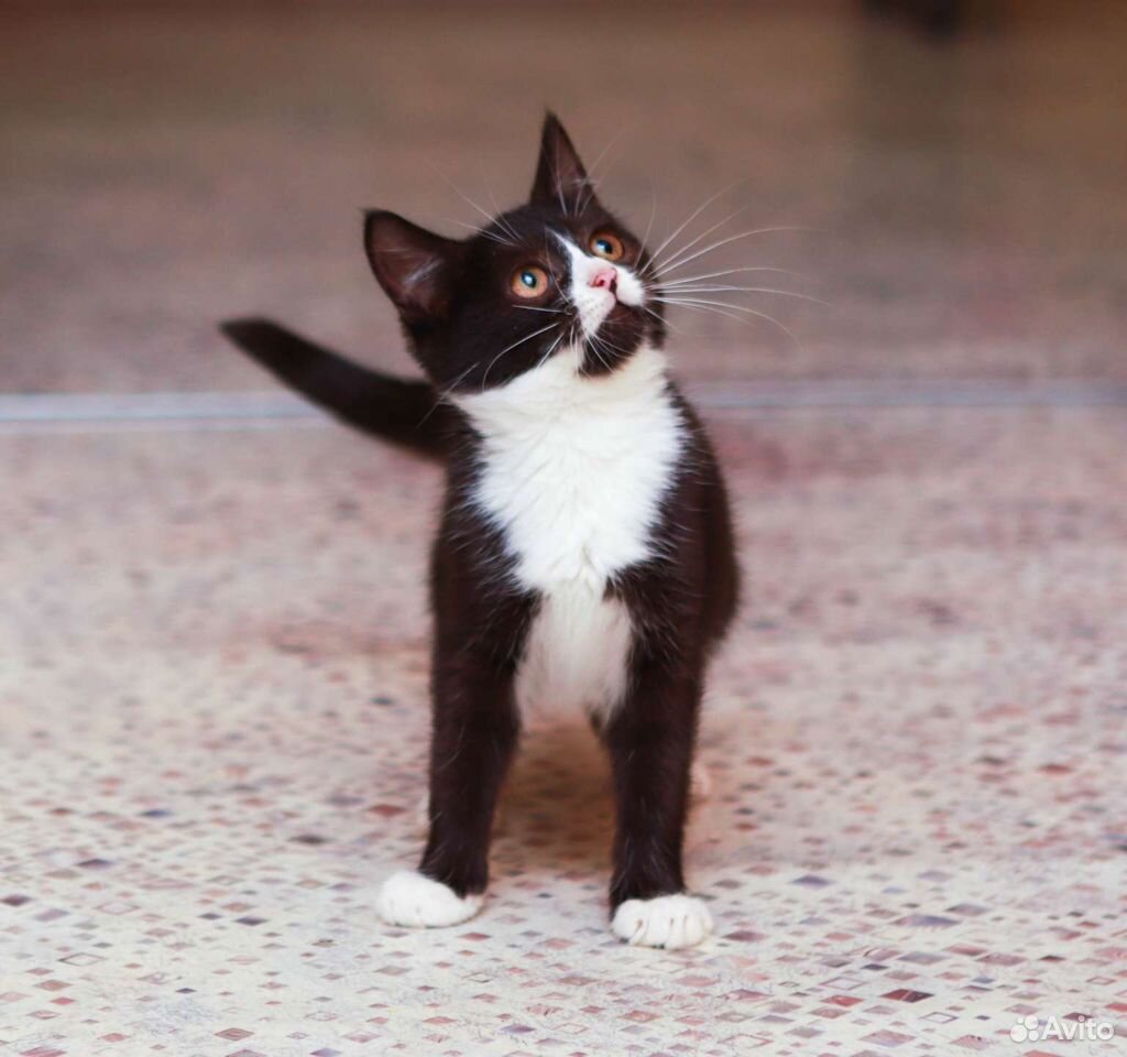 Котенок ищет дом