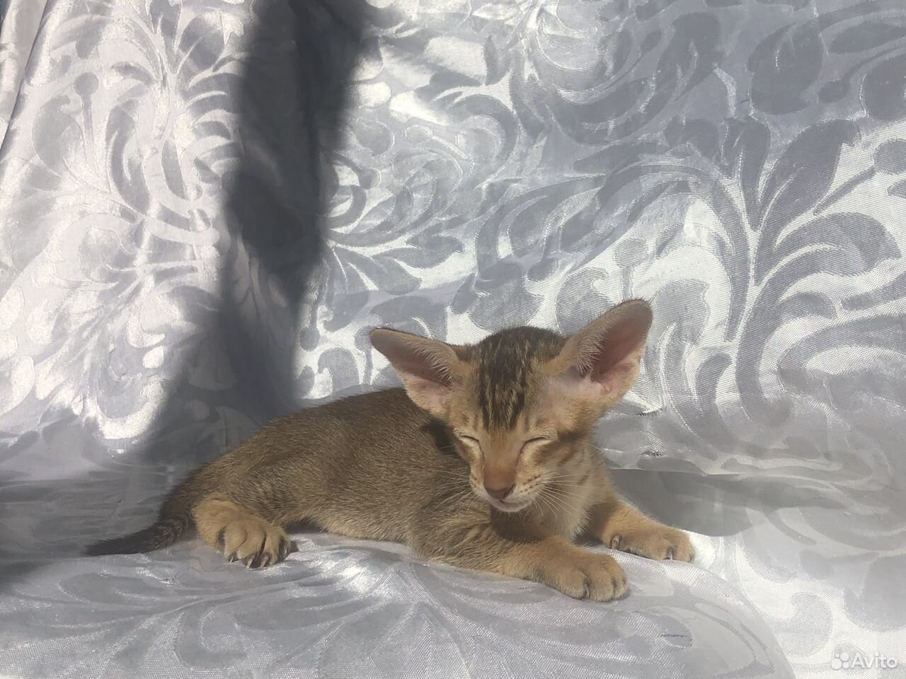 Ориентальная порода котят