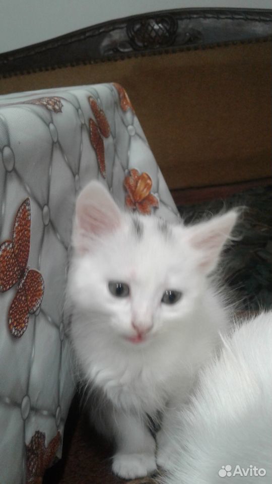 Продается кошка