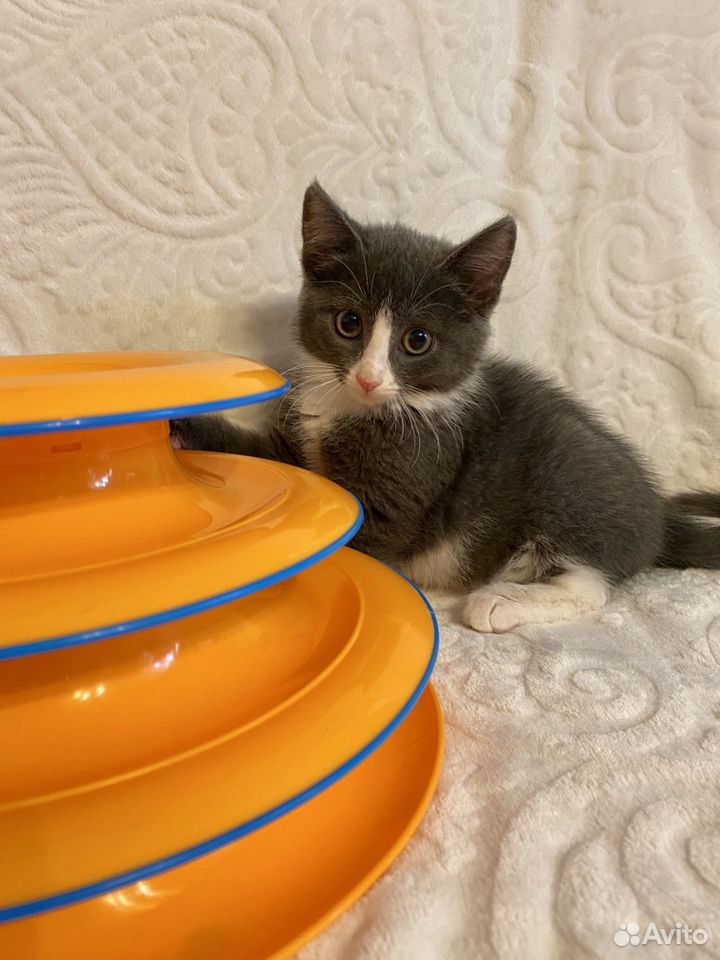 Котёнок с серебряной шубкой