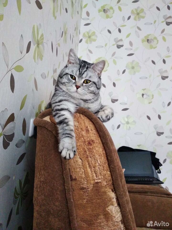 Вязка Шотландский кот