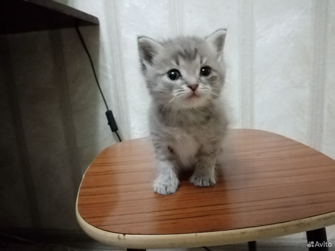Котик