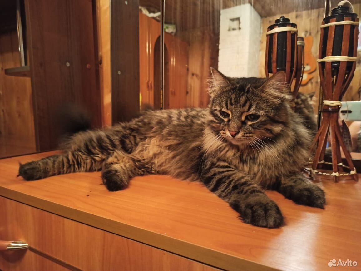 Кот