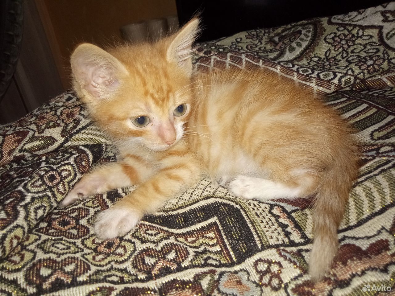 Котик отдам