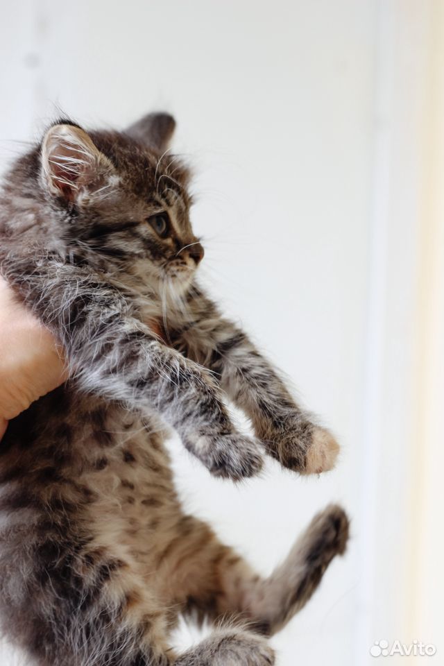 Котенок, девочка