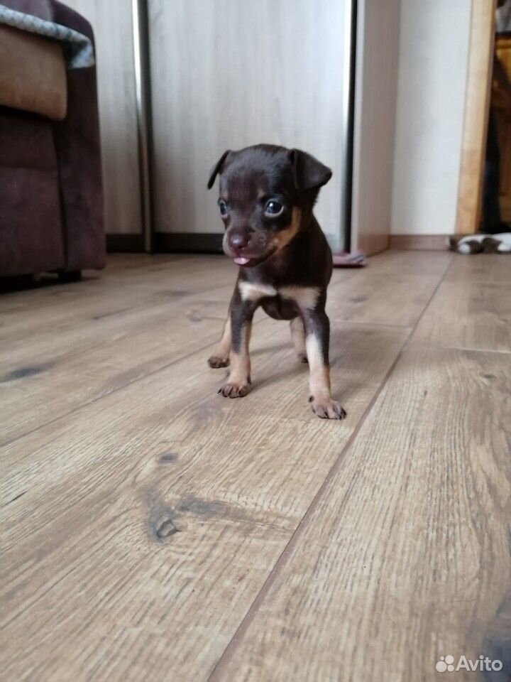 Продаётся той-терьер девочка