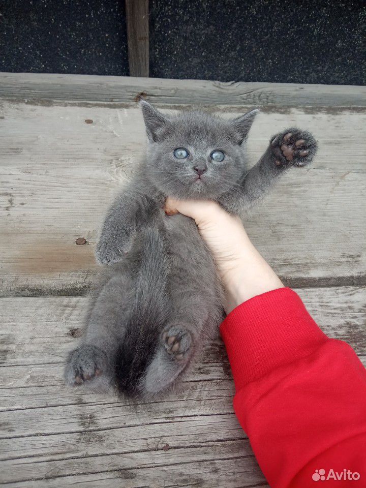 Милые котятки