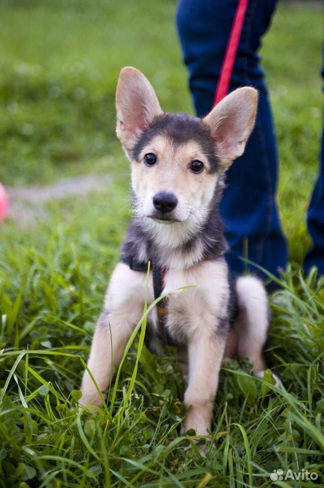 Ушастое чудо в дар