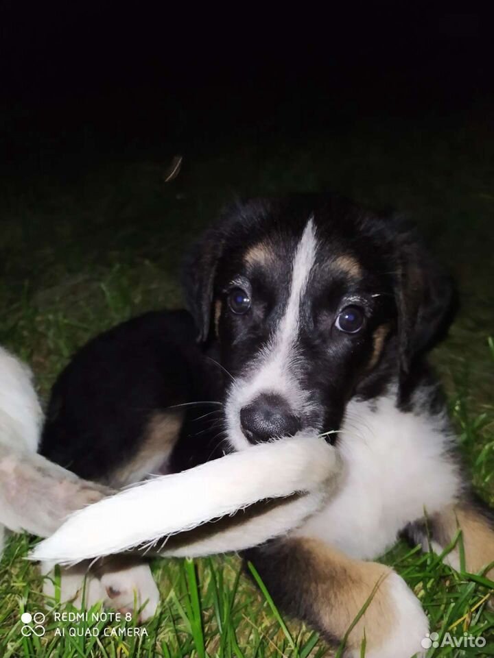 Отдам щенка в добрые руки