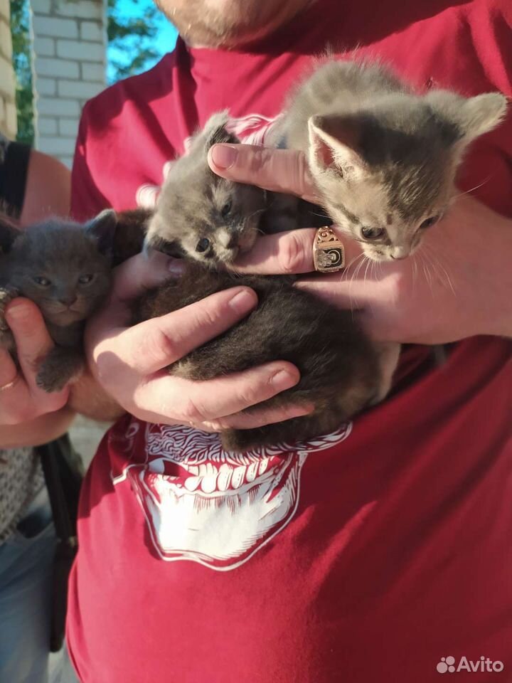 Отдам котят в добрые руки