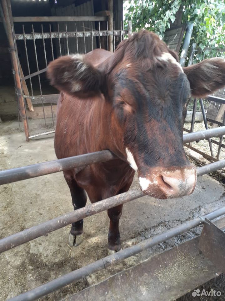 Телка 1год 5мес