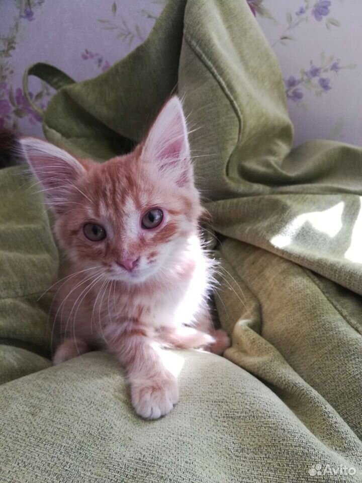 Рыжий мальчуган