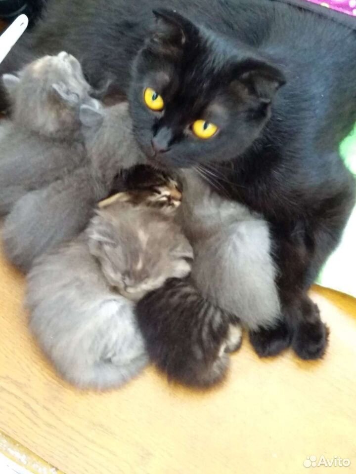 Котята 26.07.2020