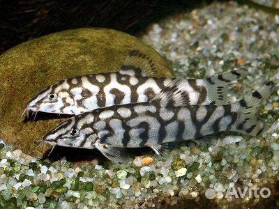 Продам рыбок