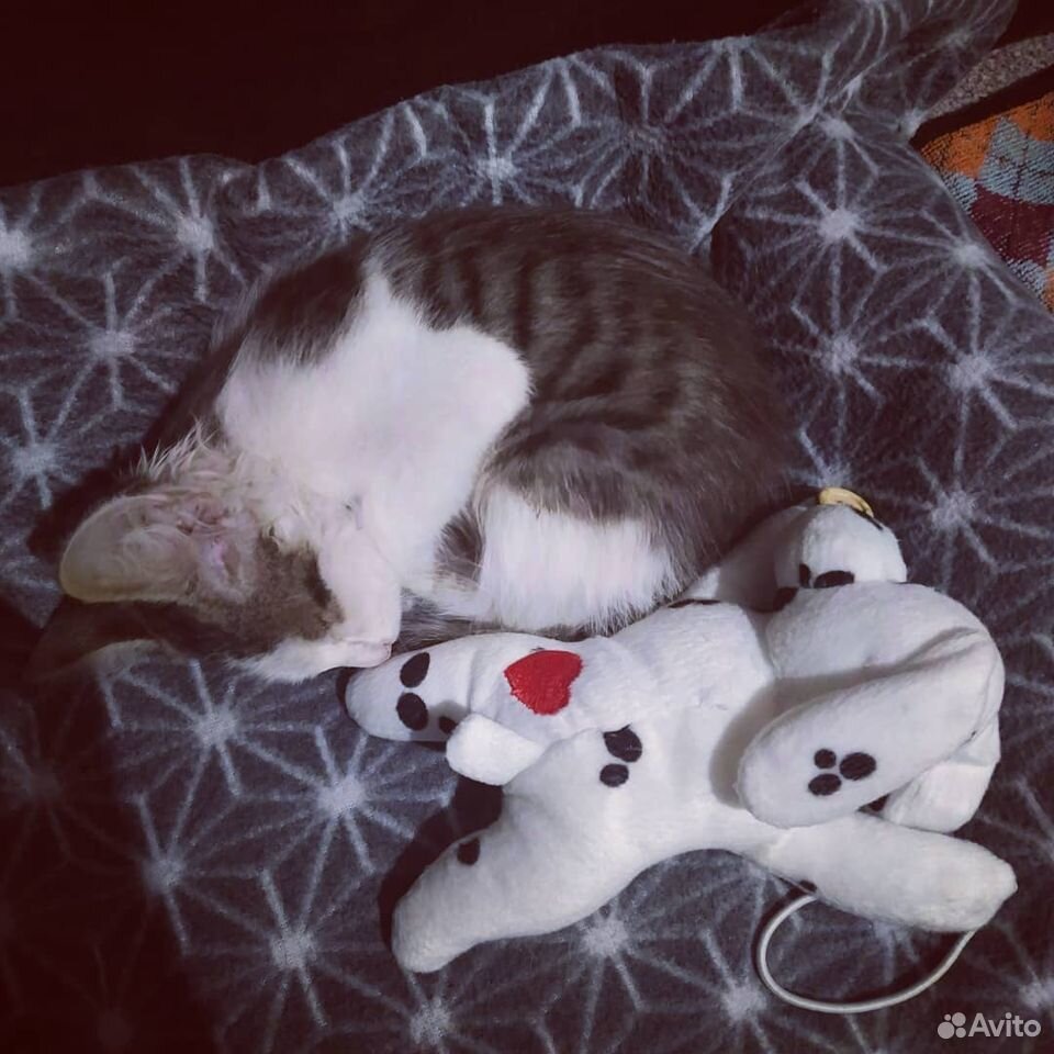 Котнок. SOS