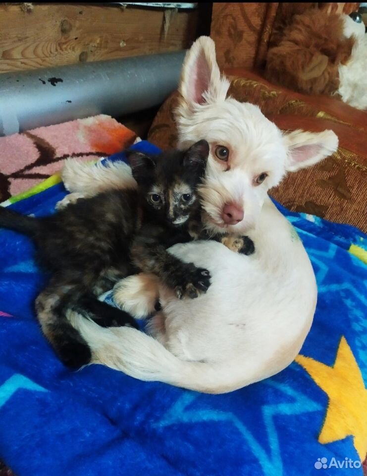 Котёнок черепахового окраса девочка