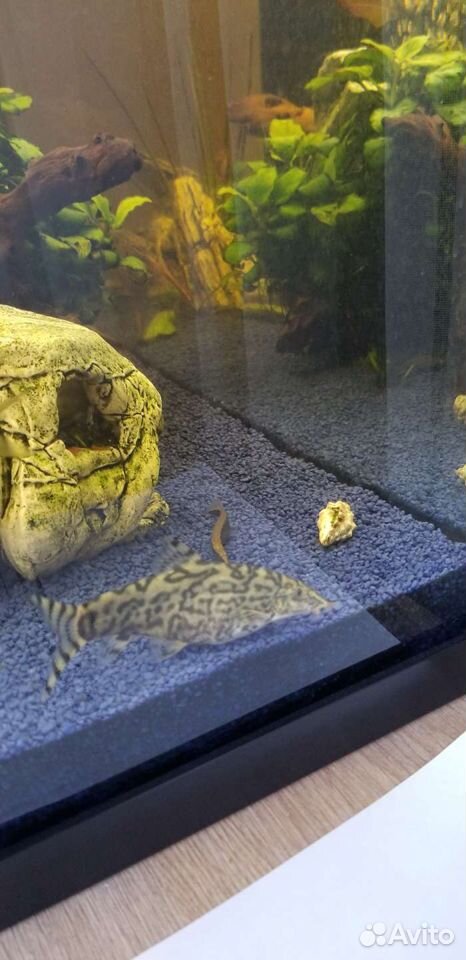 Мраморная боция (1 год)