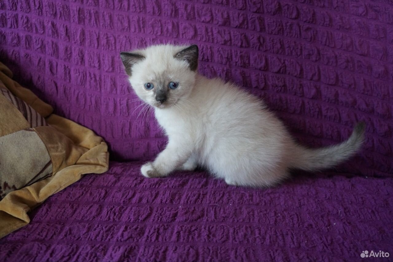 Очаровательная кошечка