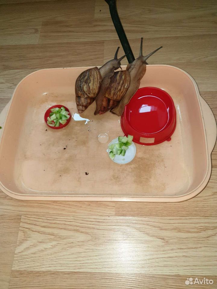 Взрослые улитки