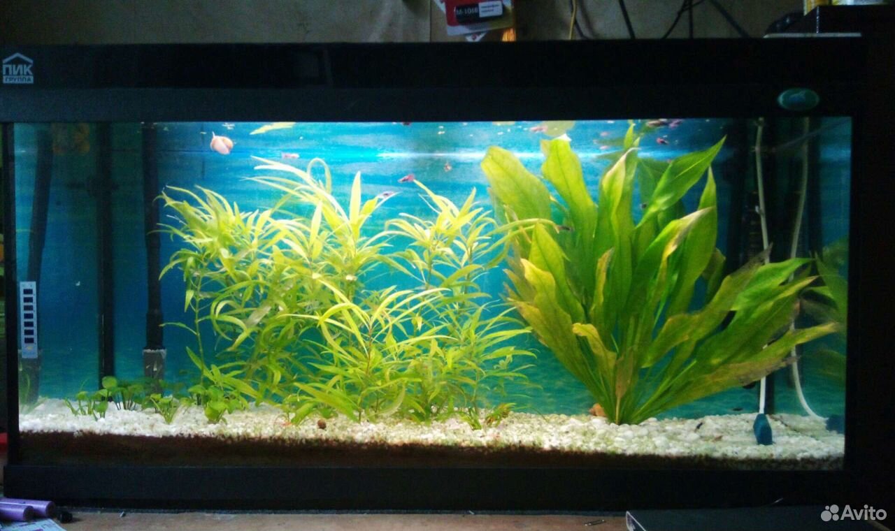 Аквариум