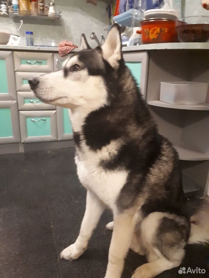 Отдадим в хорошие руки