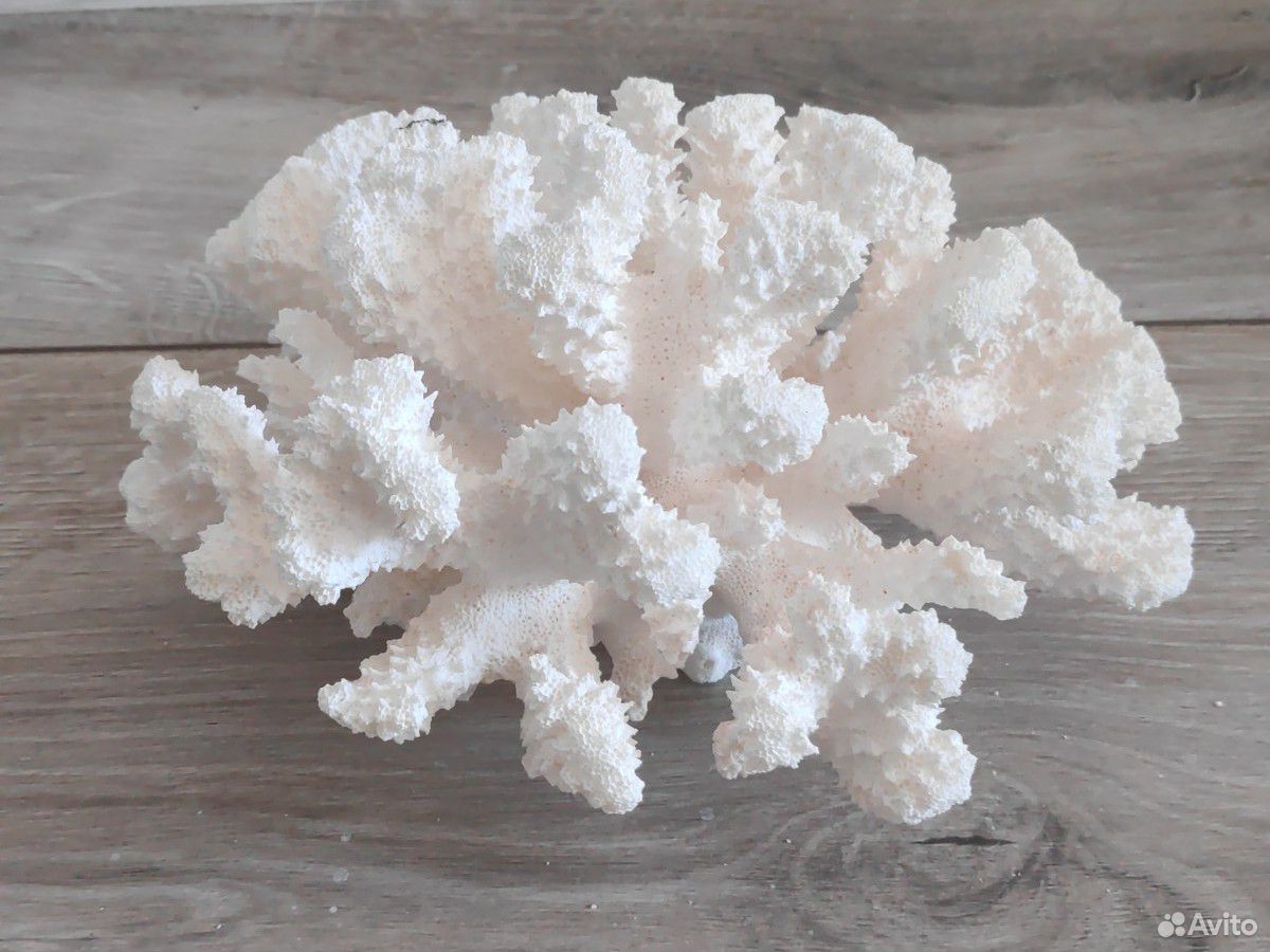Коралл натуральный