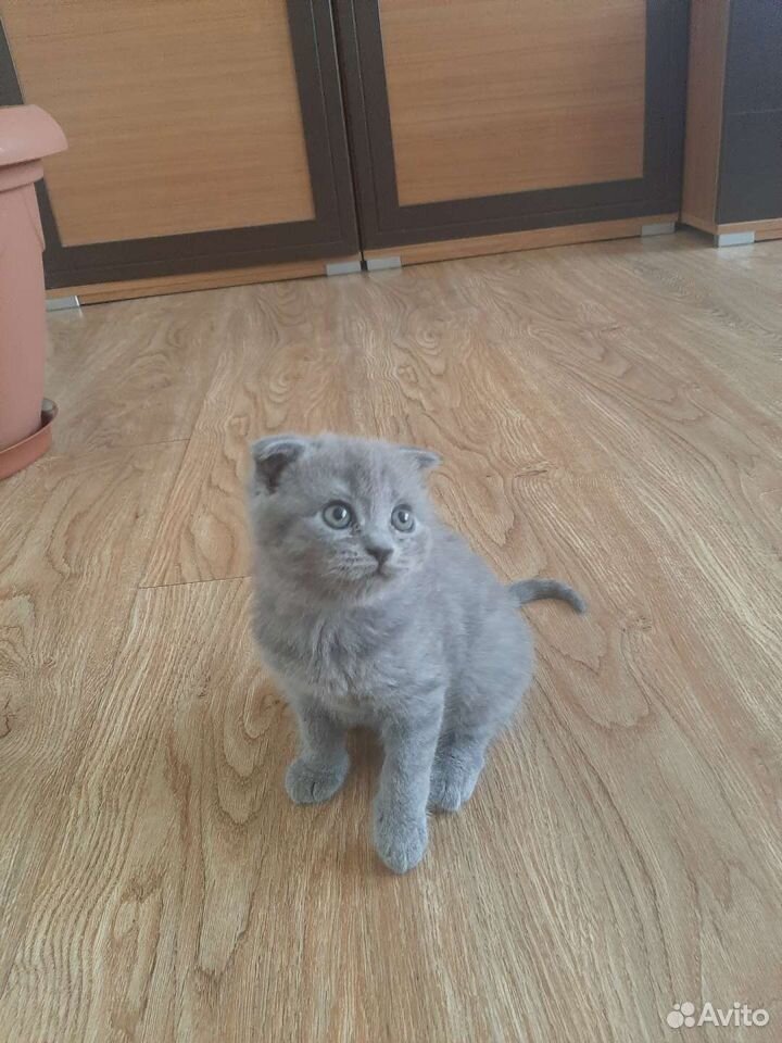 Шотландская плюшка