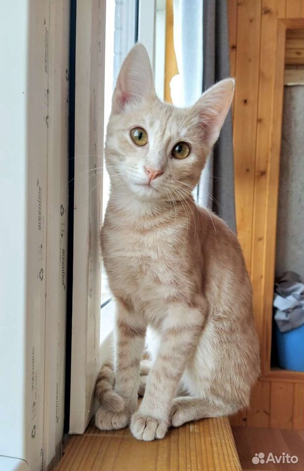 Кот Рыжик 5 месяцев